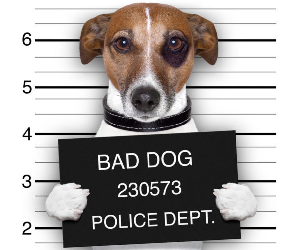 Securities Law and Going Public Blog